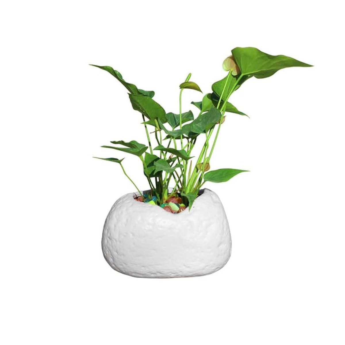 Stone Pot – Vanya Vatika